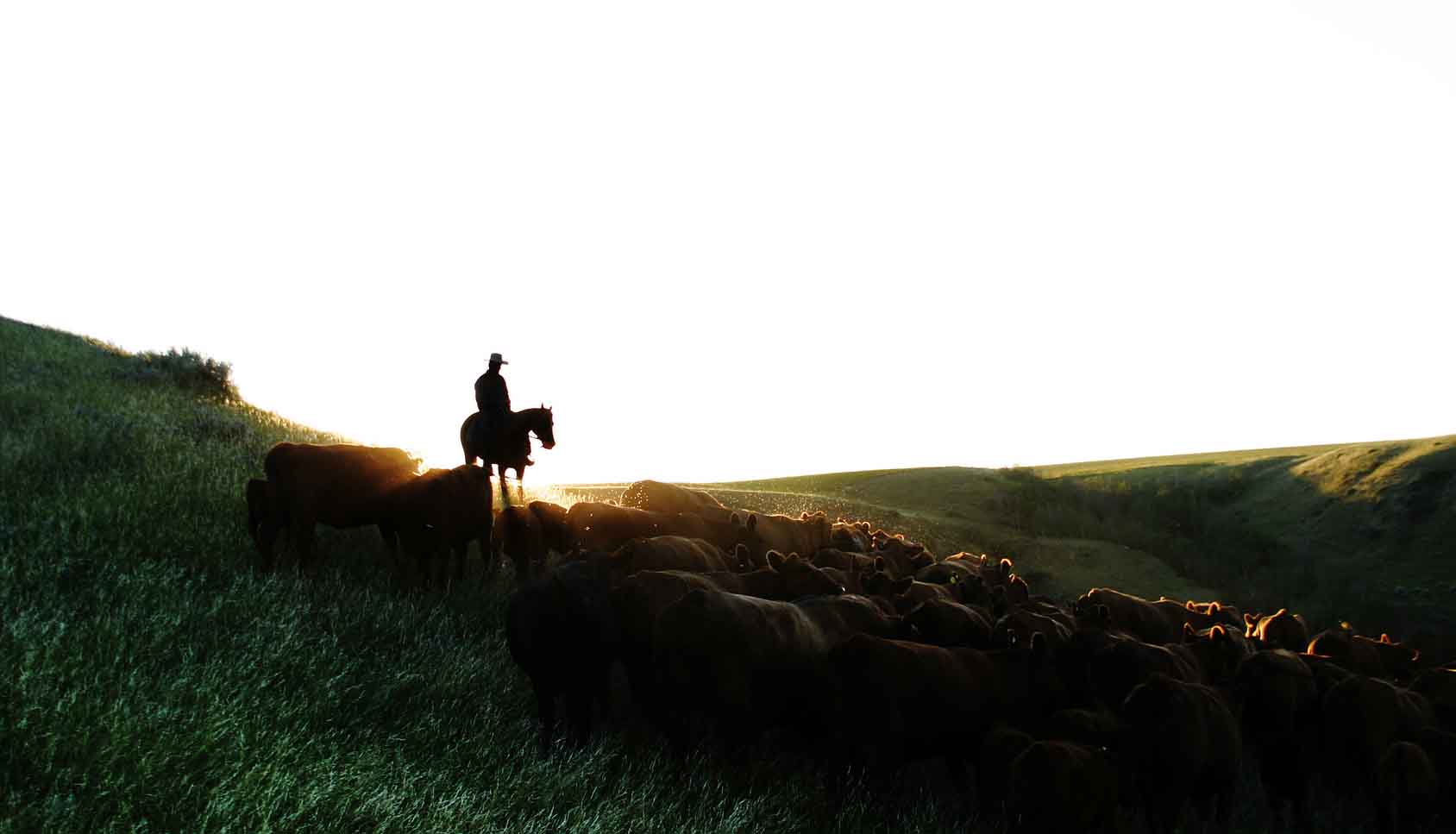 Greater Omaha Packing Co