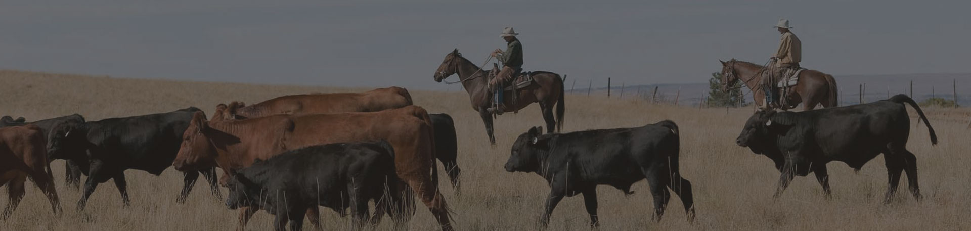 Contact Us | West Coast Prime Meats